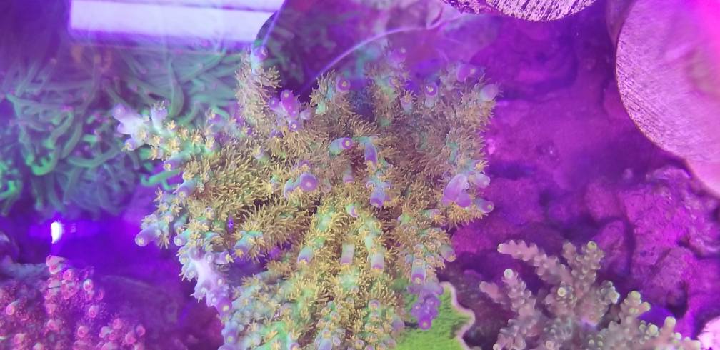 Florida - Walt Disney Acro frag pack | Reef2Reef