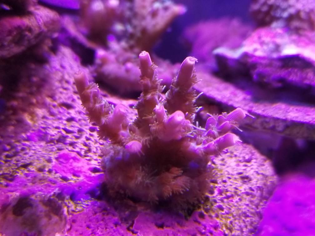 Florida - Walt Disney Acro frag pack | Reef2Reef