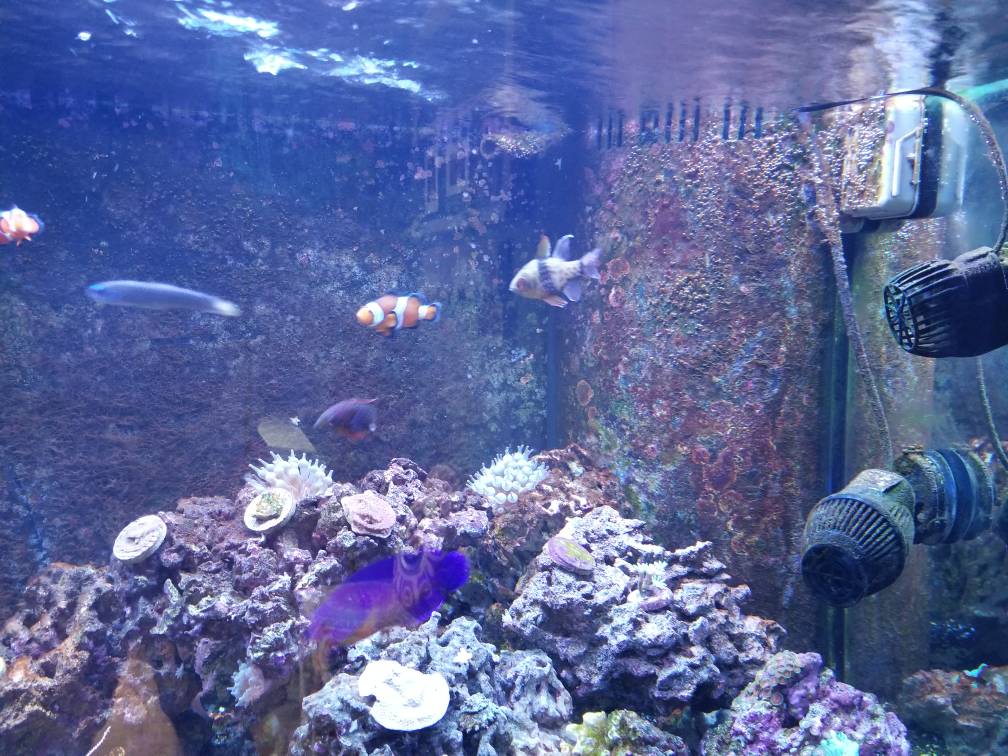 Algae Bloom Advice | Reef2Reef