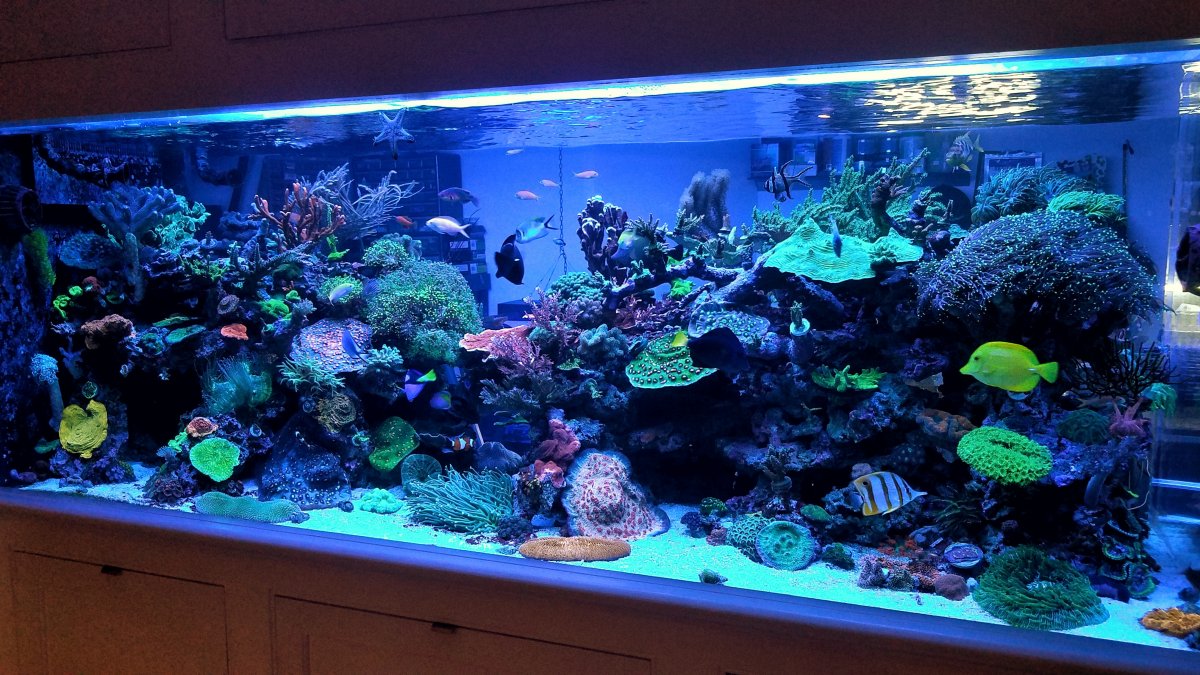 Large Build - Show Off Your Large Tank Aquascape :) | Page 40 | Reef2Reef