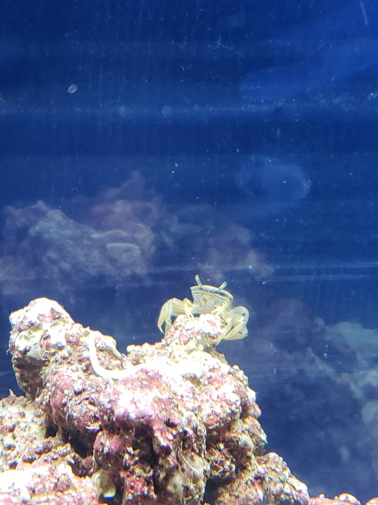 Reef safe crab? | Reef2Reef