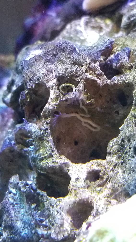 White Worms with...Feathers? | Reef2Reef