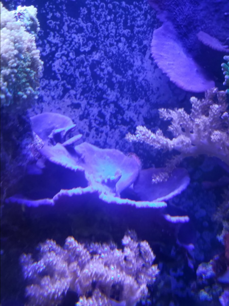 Photosynthetic Purple Sponge VIDEO ADDED | Reef2Reef