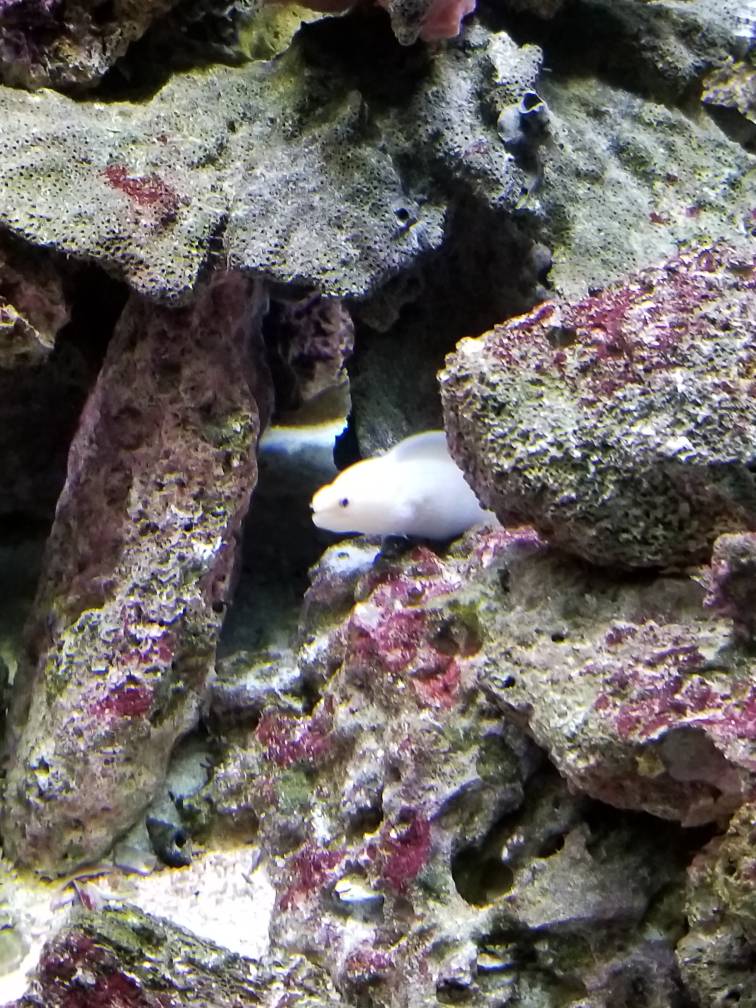 I love my Starry Blenny!! What other fish have cool personalities ...