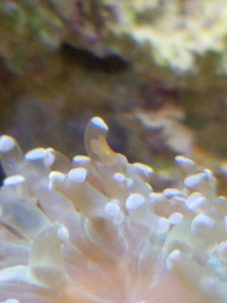 Flatworms! | REEF2REEF Saltwater and Reef Aquarium Forum