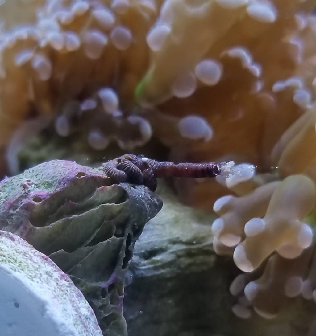Uniidentified pest? | Reef2Reef