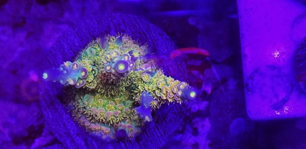 Florida - Walt Disney Acro | Reef2Reef