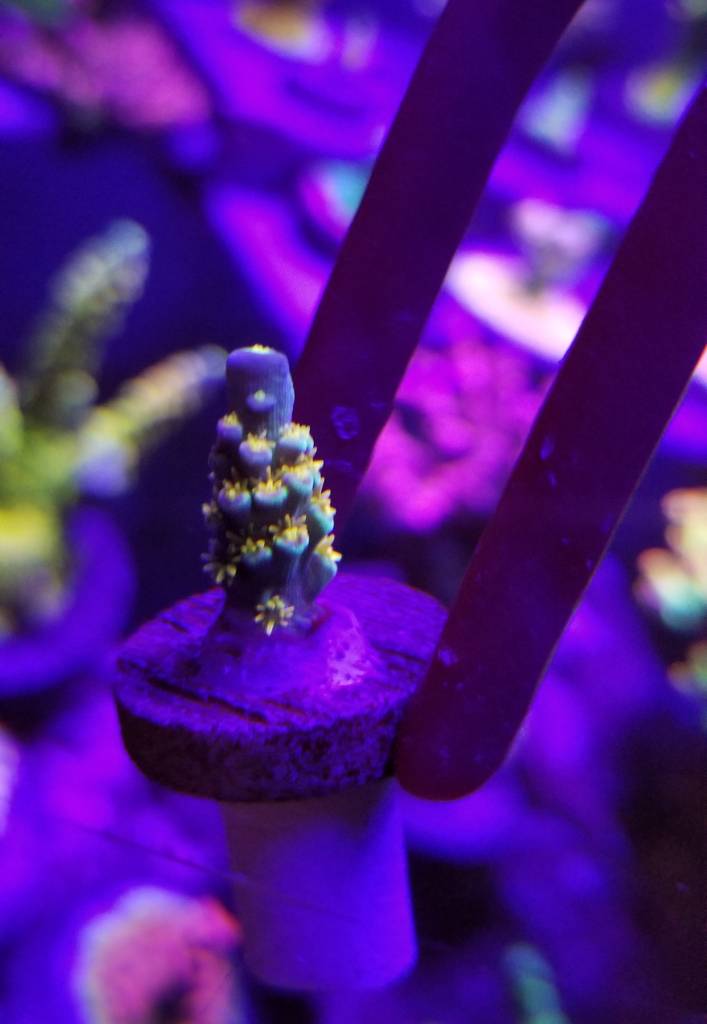 Florida - Walt Disney Acro | Reef2Reef