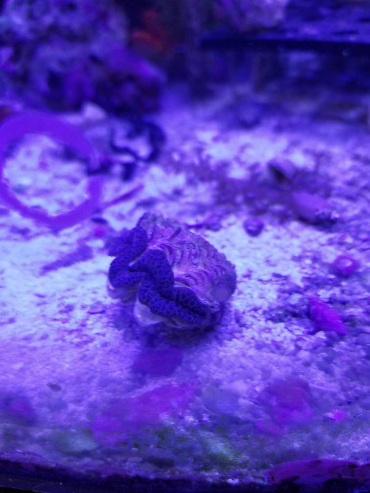 Clam shell being weird | Reef2Reef
