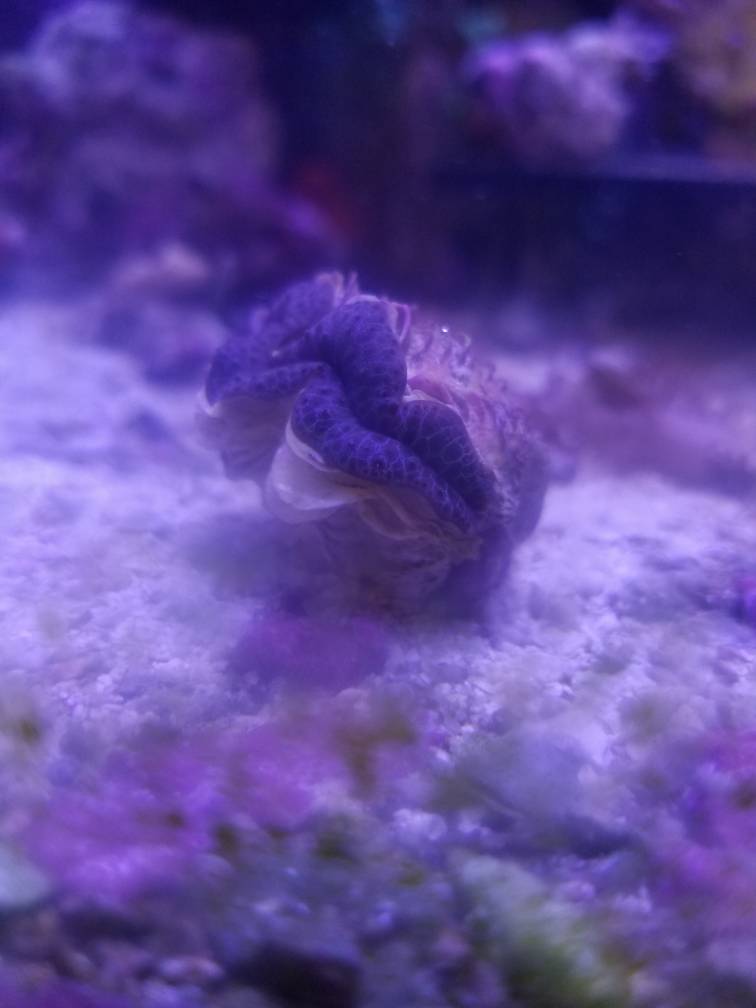Clam shell being weird | Reef2Reef
