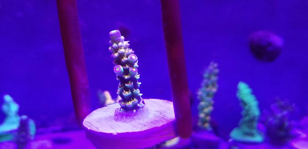 Florida - Walt Disney Acro | Reef2Reef