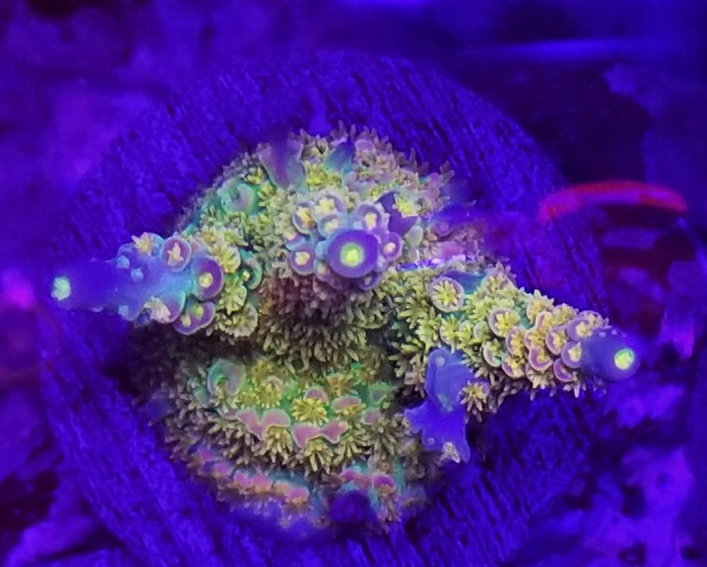 Florida - Walt Disney Acro | Reef2Reef