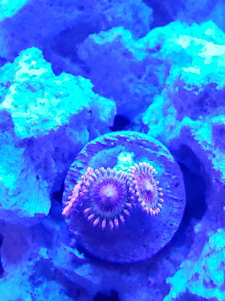 ID zoas and what is price per head? | Reef2Reef
