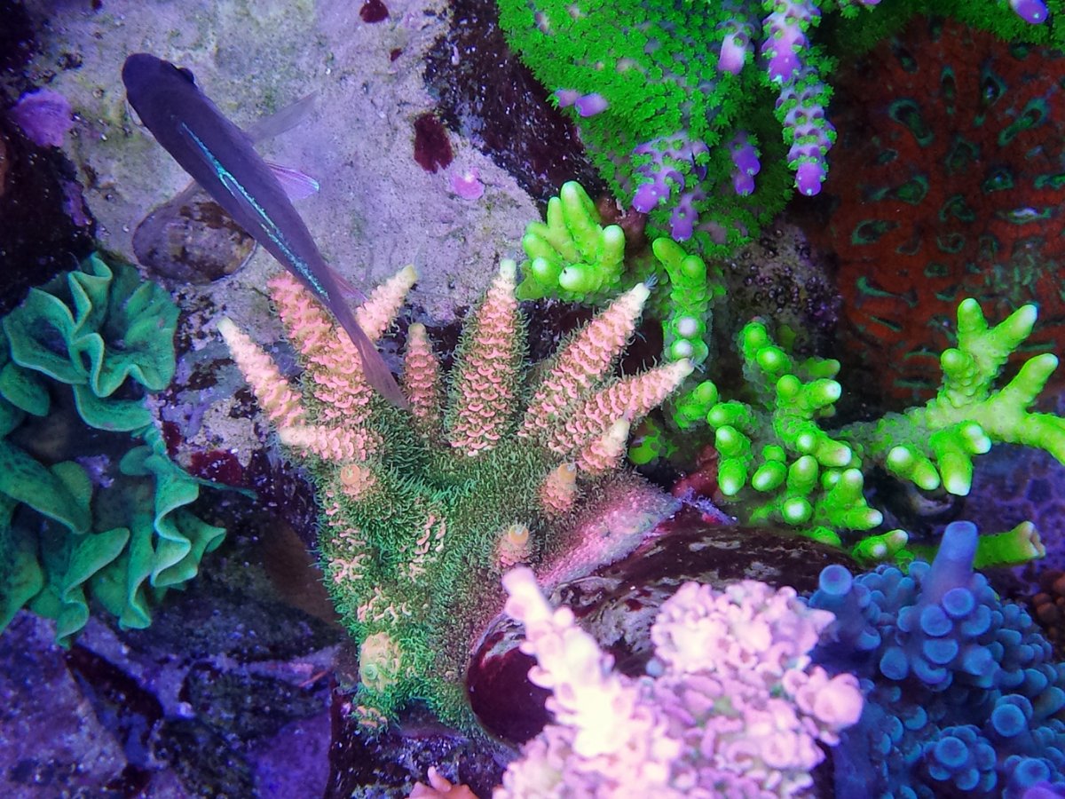 Reef Tank 365 - Reef Tank 365 Featuring tnyr5's 20x20x20 cube | Reef2Reef