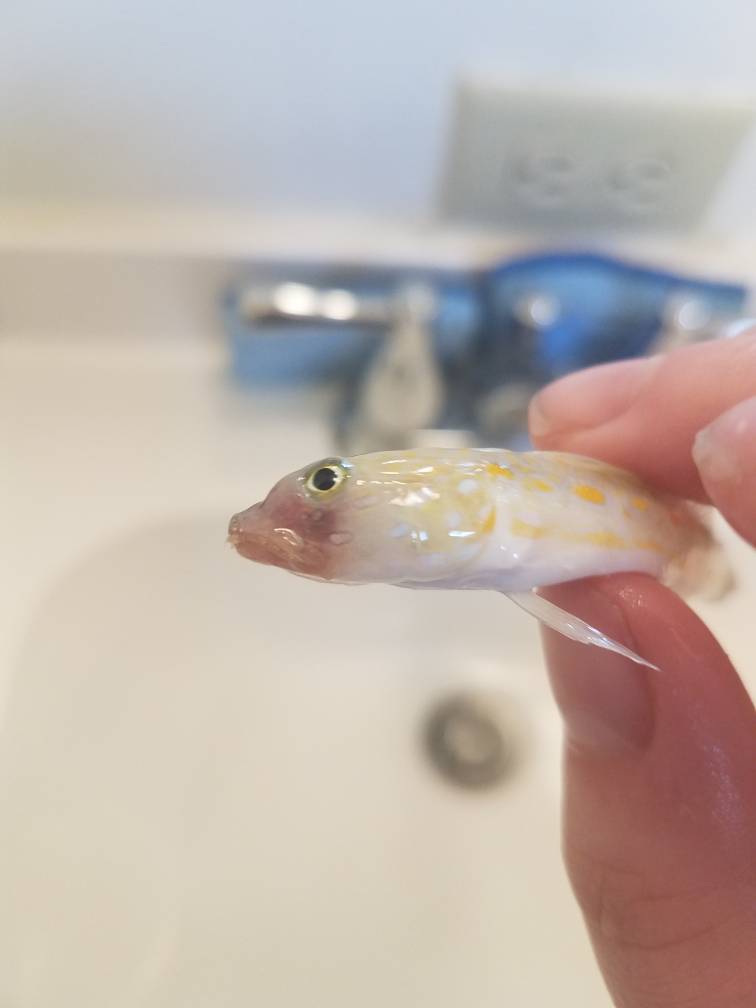 Diamond goby died | Reef2Reef