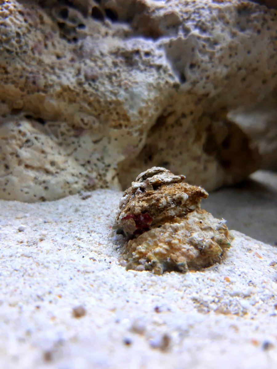 Minute creatures | Reef2Reef
