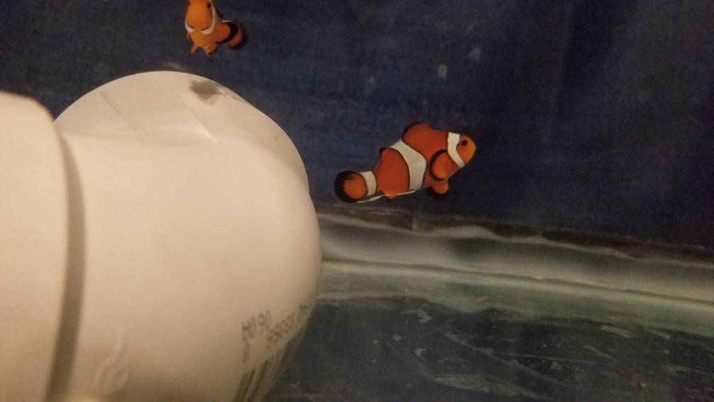 Do my clownfish still have parasites? | Reef2Reef