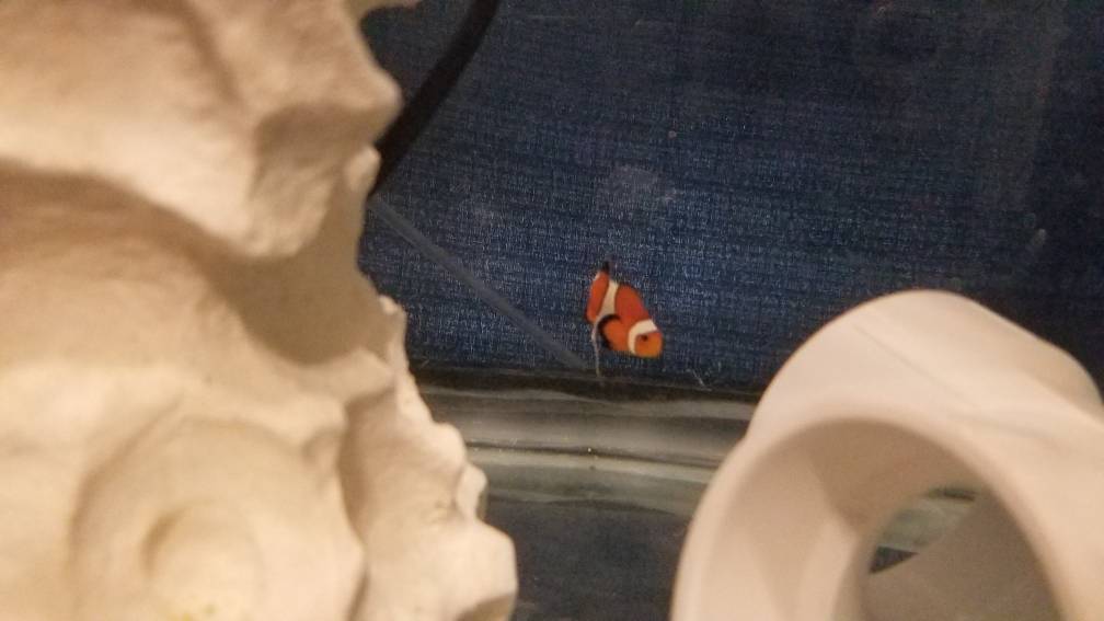 Do my clownfish still have parasites? | Reef2Reef