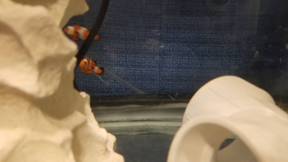 Do my clownfish still have parasites? | Reef2Reef