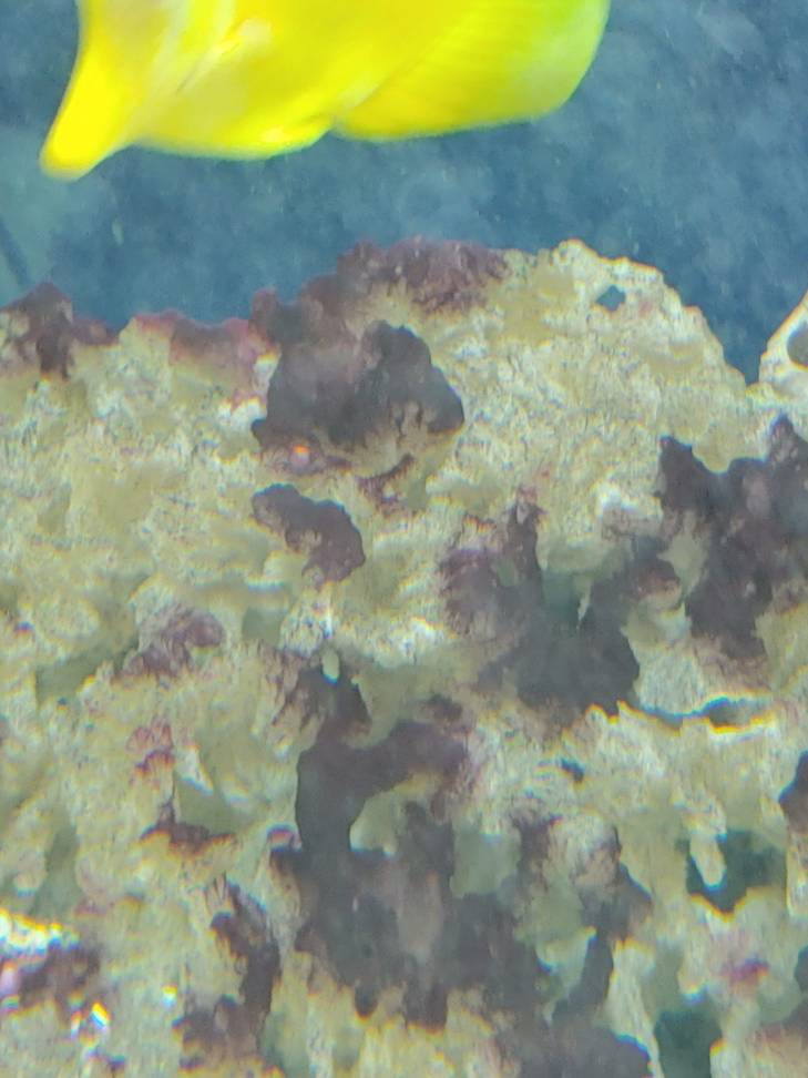 Red algae or cyanobacteria | Reef2Reef