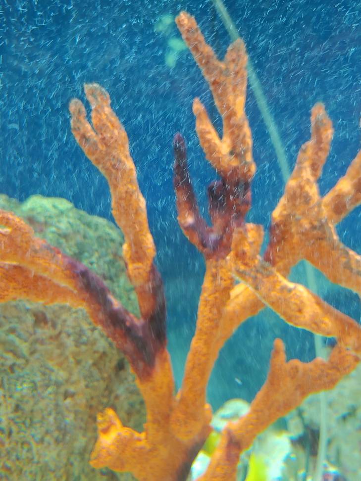 Red algae or cyanobacteria | Reef2Reef