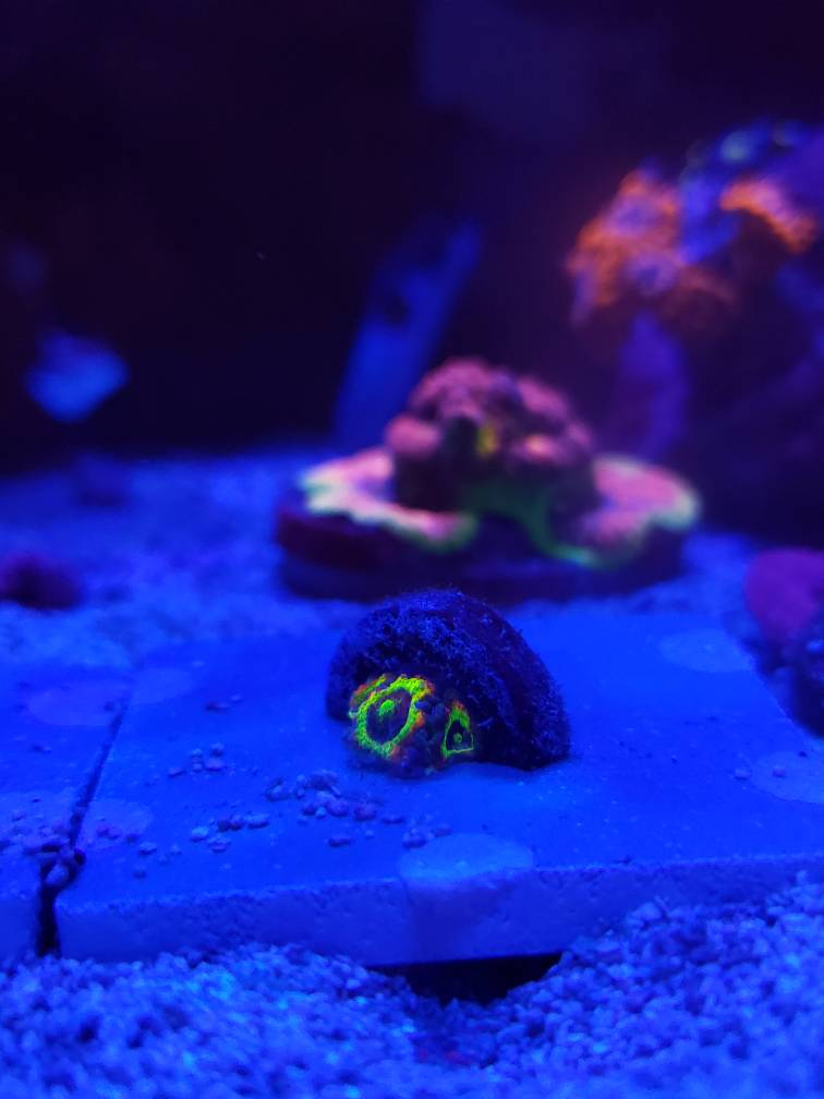 Holy grail micromusa | Reef2Reef