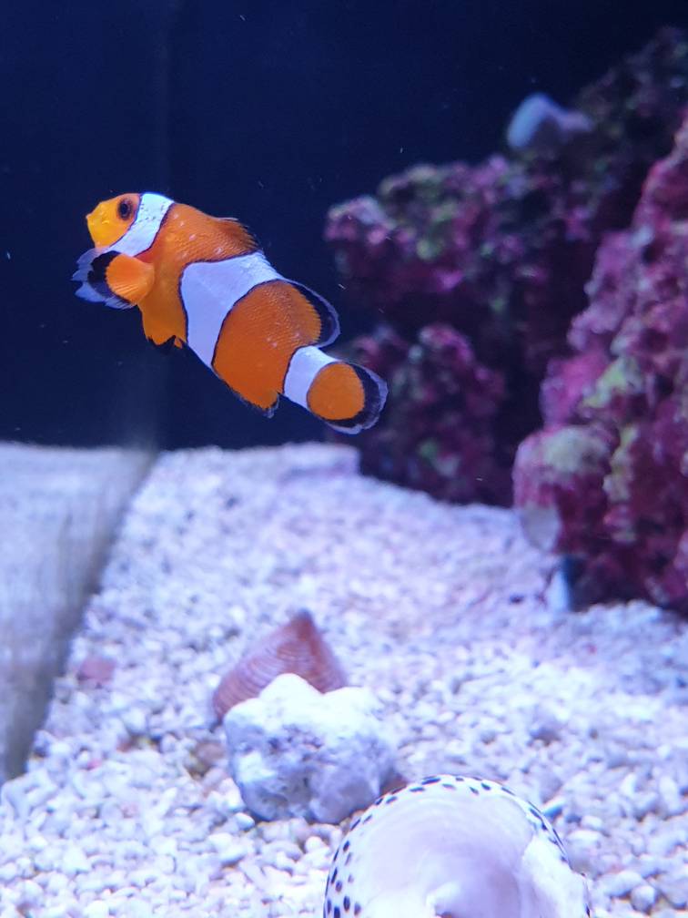Anemone fish with white spots | Reef2Reef