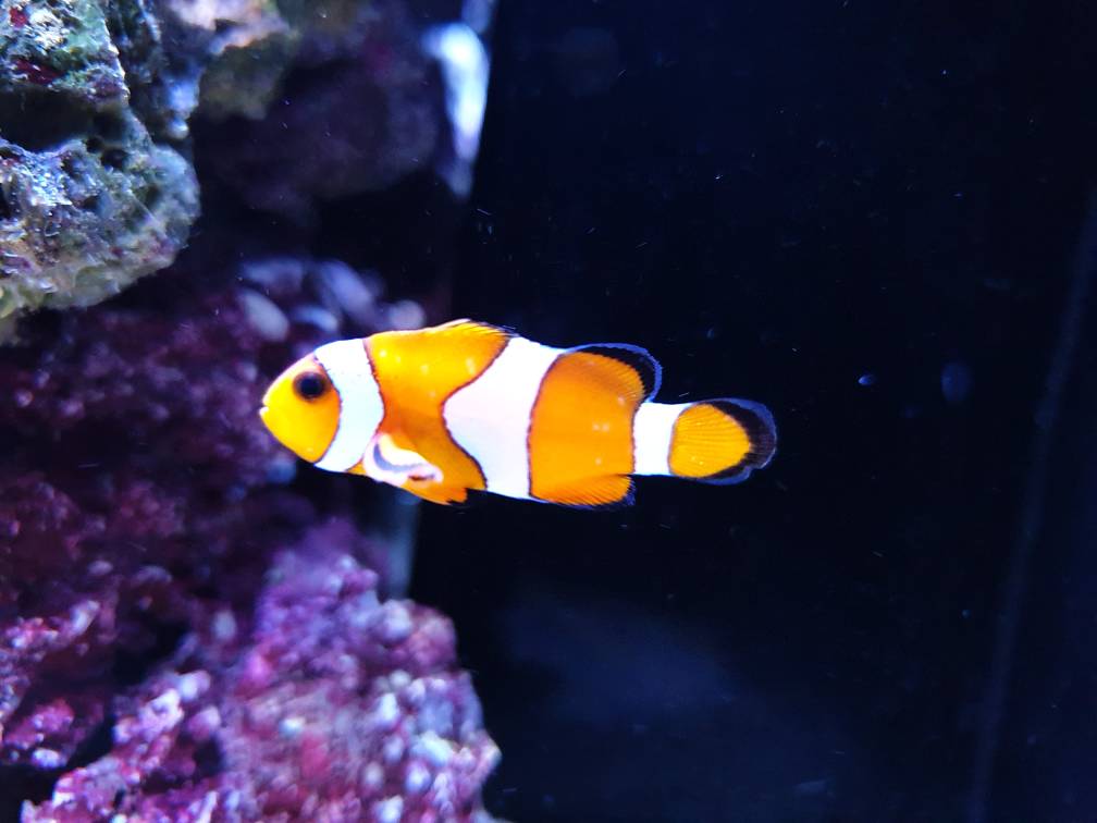Anemone fish with white spots | Reef2Reef