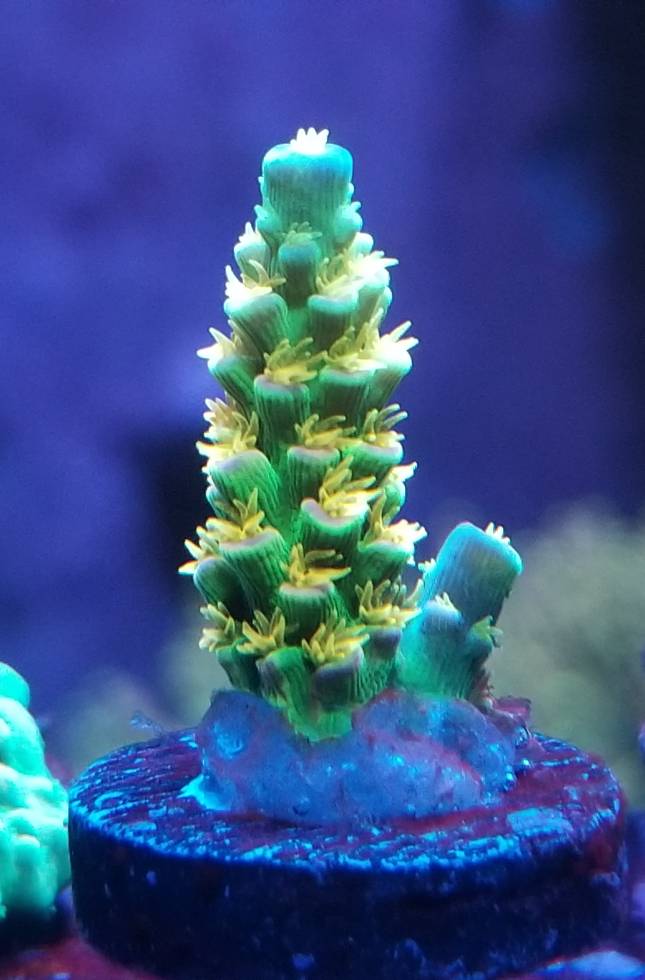 Florida - Walt Disney Acro | REEF2REEF Saltwater and Reef Aquarium Forum