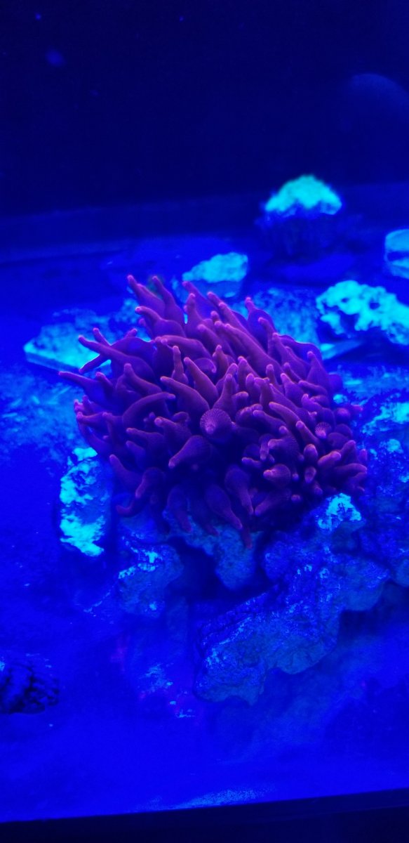 Nem in a powerhead | Reef2Reef