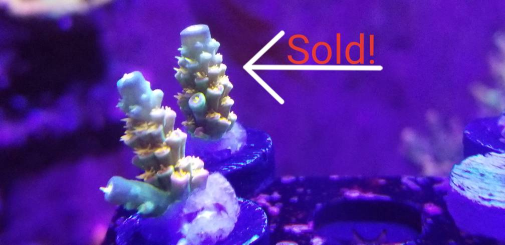 Florida - Walt Disney Acro Frags | Reef2Reef
