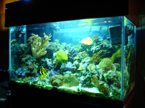 Need photos of tanks from the 60s-90s | Page 2 | Reef2Reef