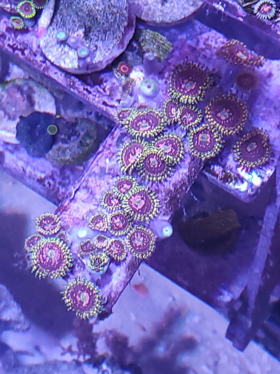 Oregon Space Chaos Zoas 30 Reef2reef