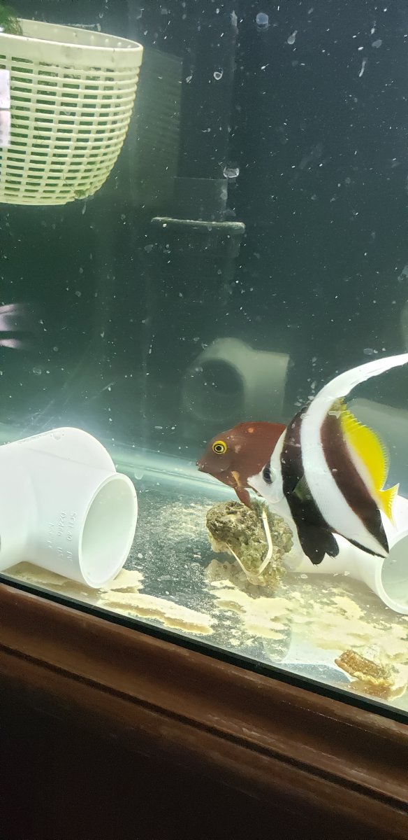 Black and White Heniochus | Reef2Reef