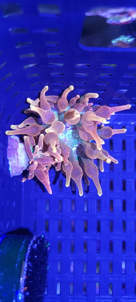 Georgia Sang Lee Lineage Csb Reef2reef