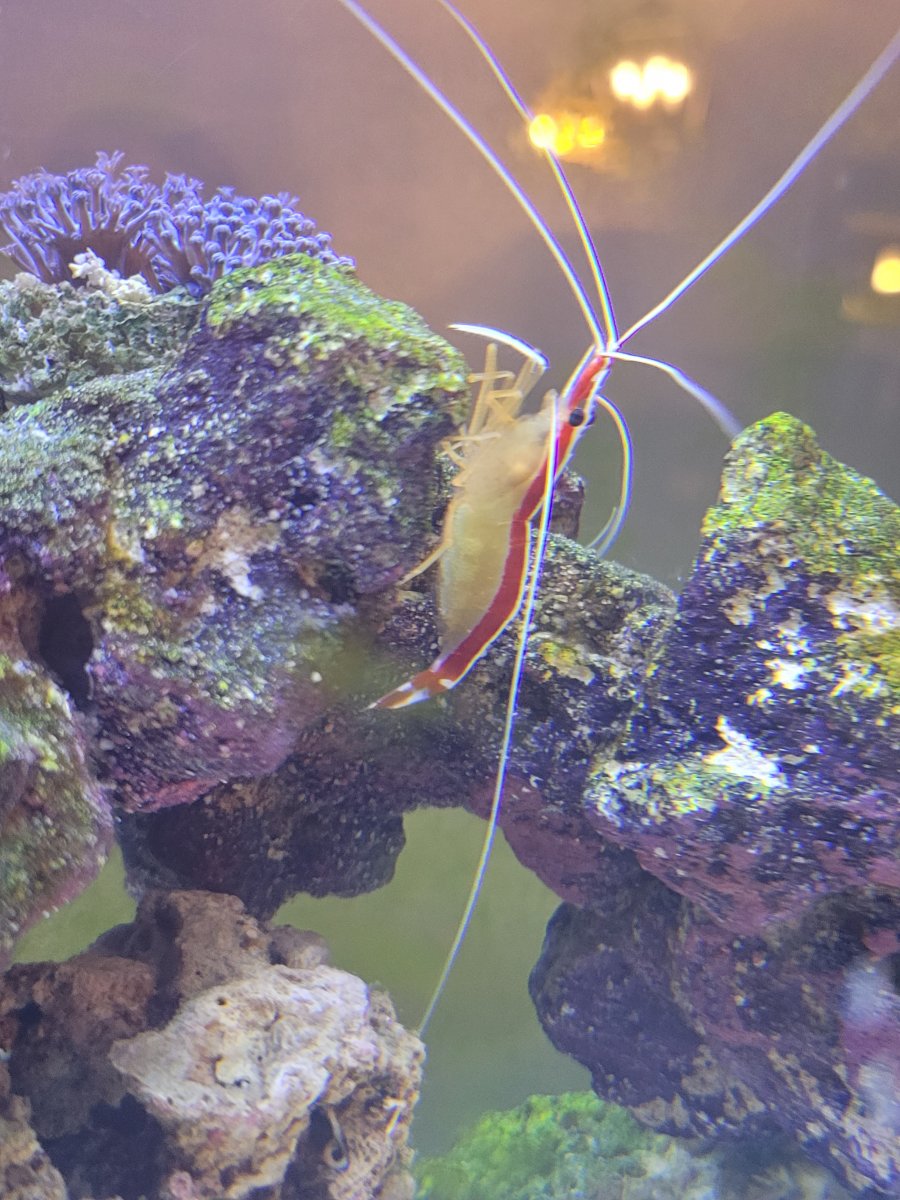 Pregnant cleaner shrimp | Reef2Reef
