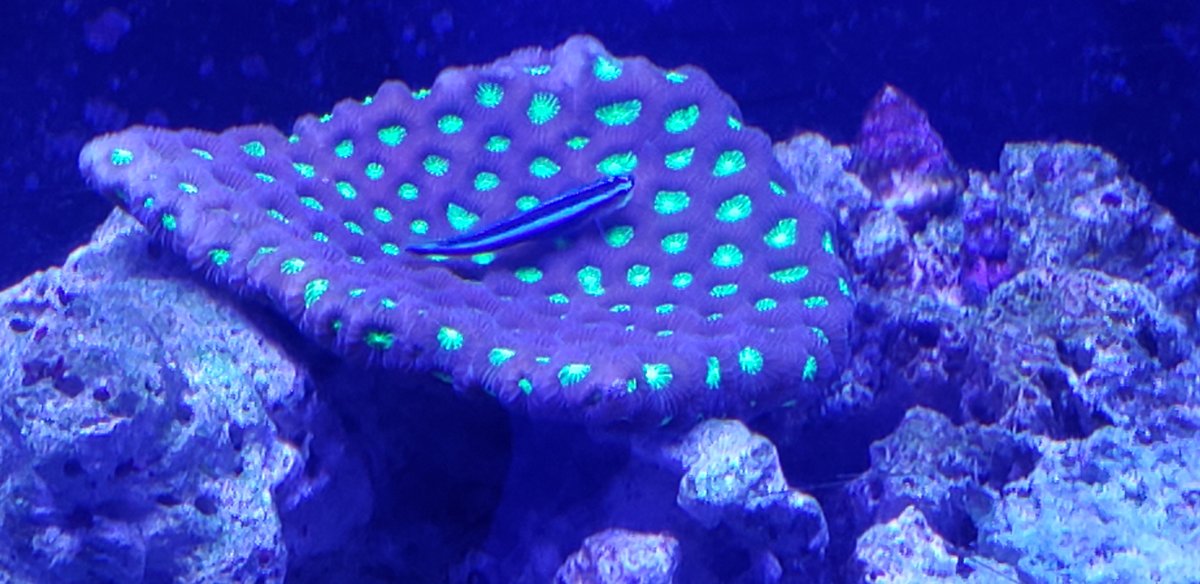 Hello - New lurker planning her first reef tank | Page 3 | Reef2Reef