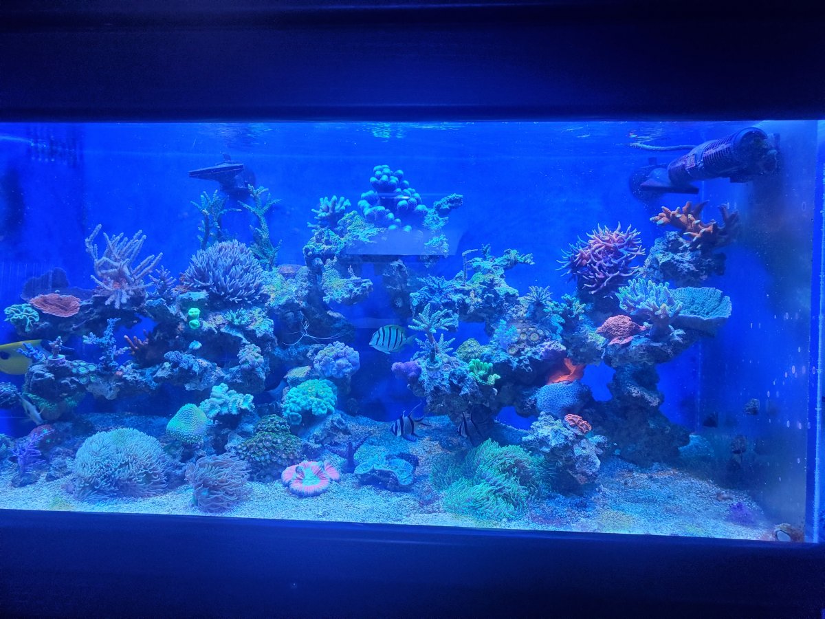 Custom made aquascape | Reef2Reef