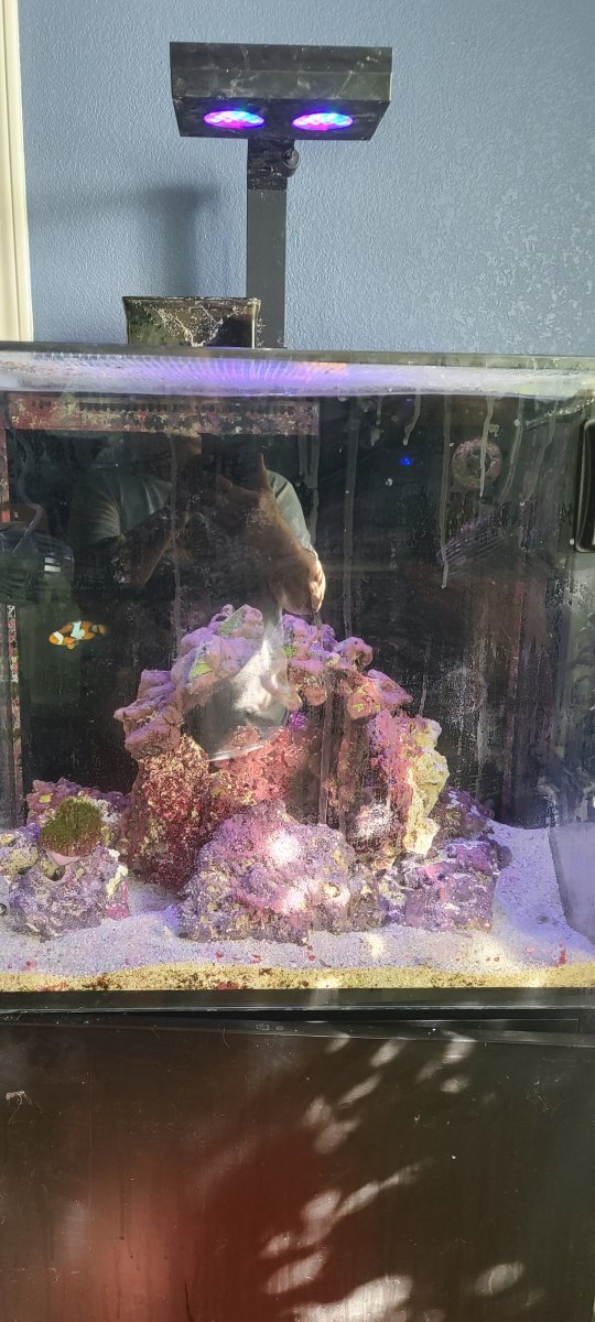 No3 for nems | Reef2Reef