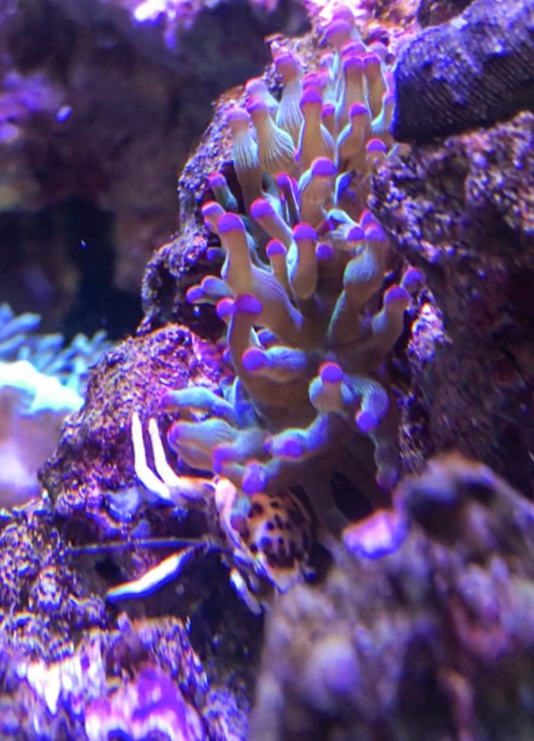 Snooping on Acro crabs | Reef2Reef