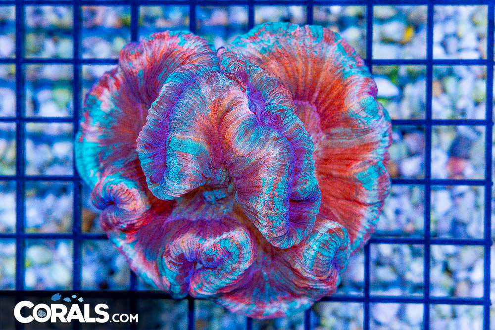**FIRE NEW CORAL DROP** Colonies, Anemones, and Collector's Corals ...