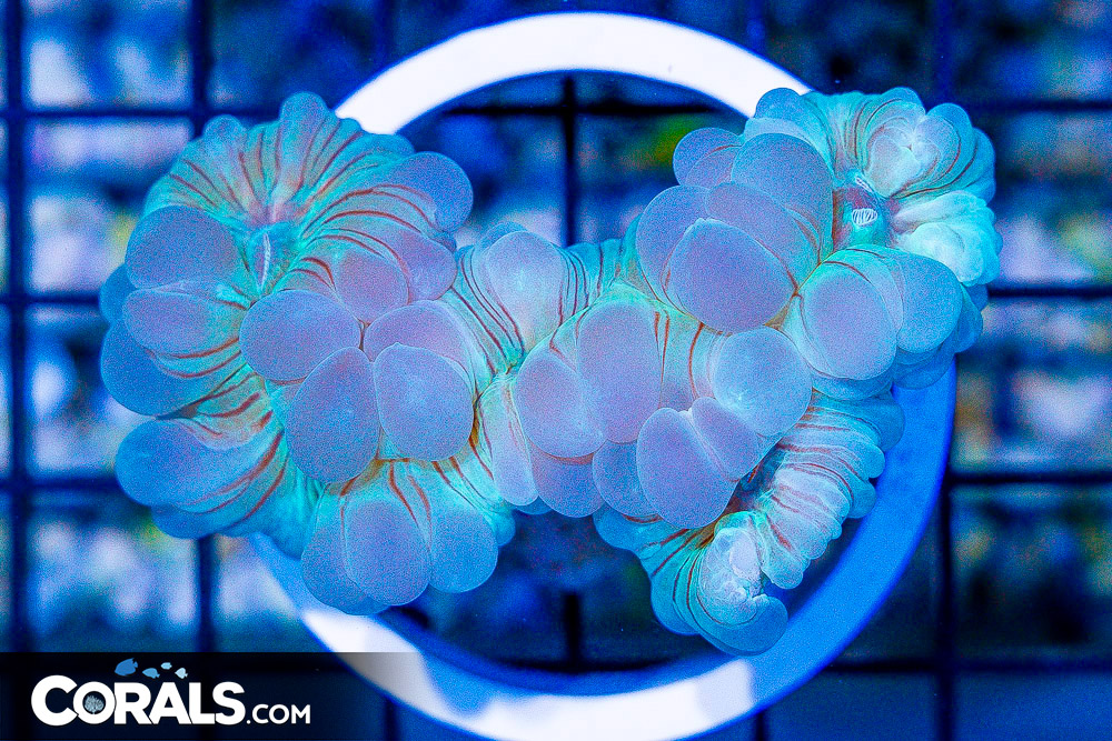 **FIRE NEW CORAL DROP** Colonies, Anemones, and Collector's Corals ...