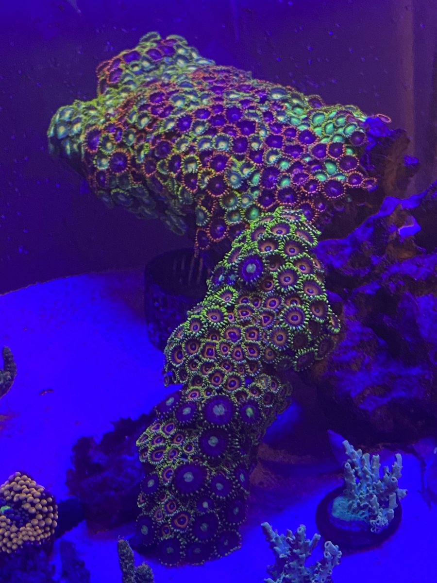 Let’s see your LOW TECH reef! | Page 2 | Reef2Reef