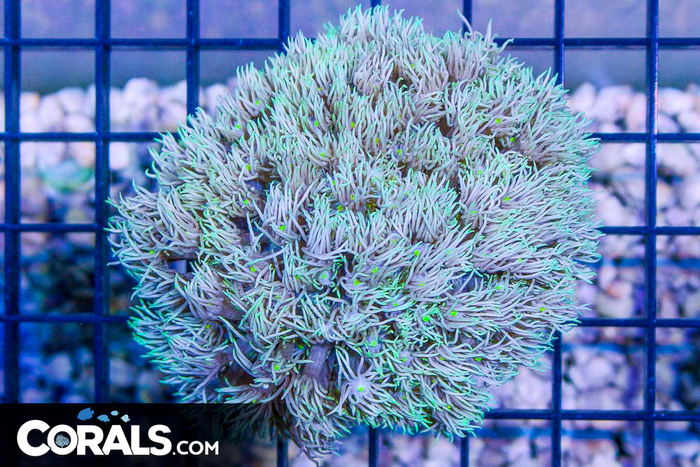 ***New Coral Update Live!*** Standout Frags!~Corals.com | Reef2Reef