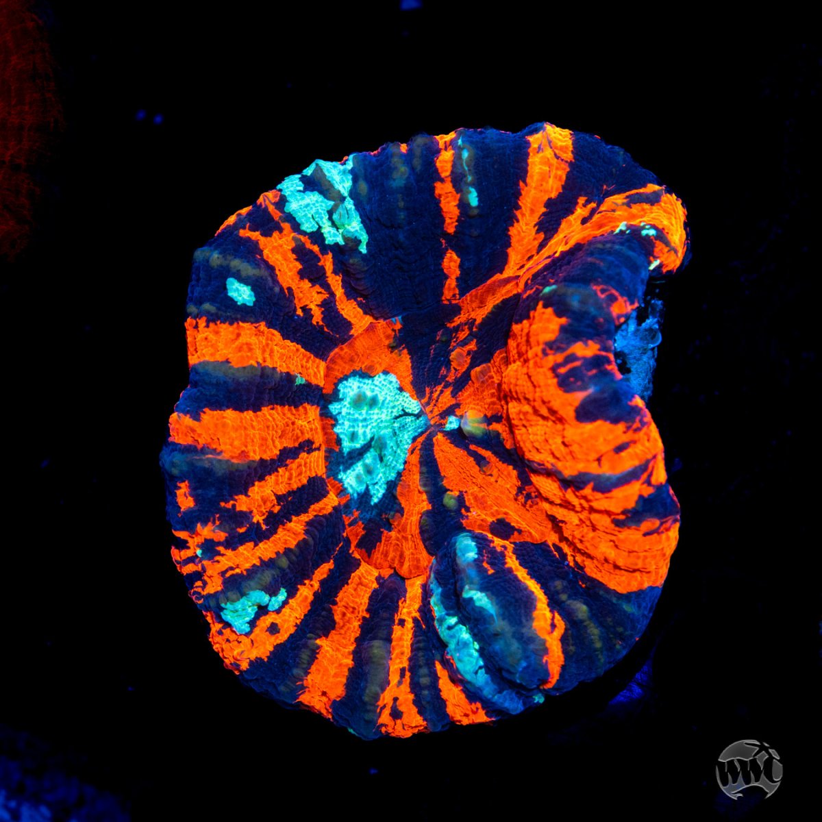 Celebrate 17 Years at World Wide Corals! Join us for our 17th ...
