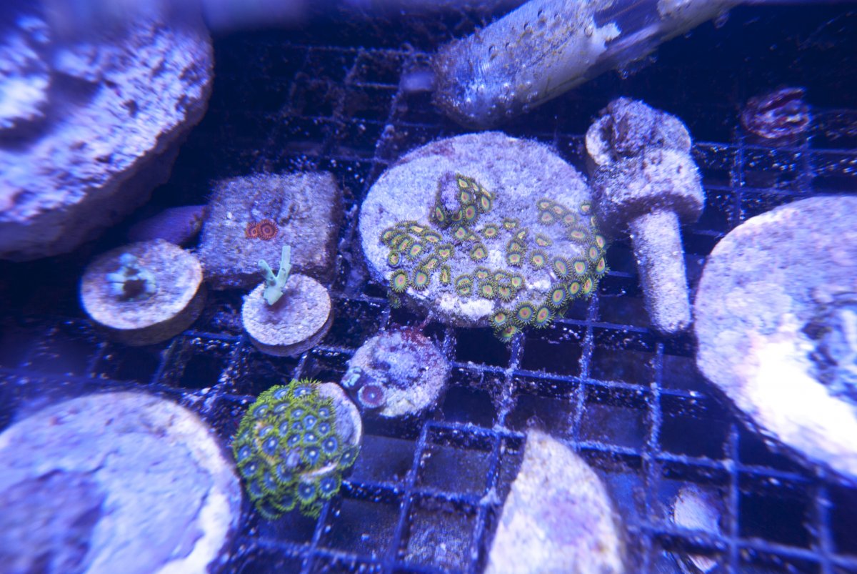 Rob.D's JBJ 20 rimless frag tank | Reef2Reef