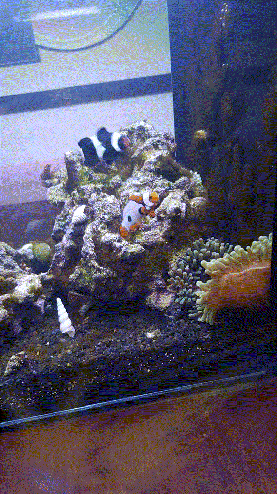 Picasso's and SnowFlakes clownfish club... | Page 43 | Reef2Reef
