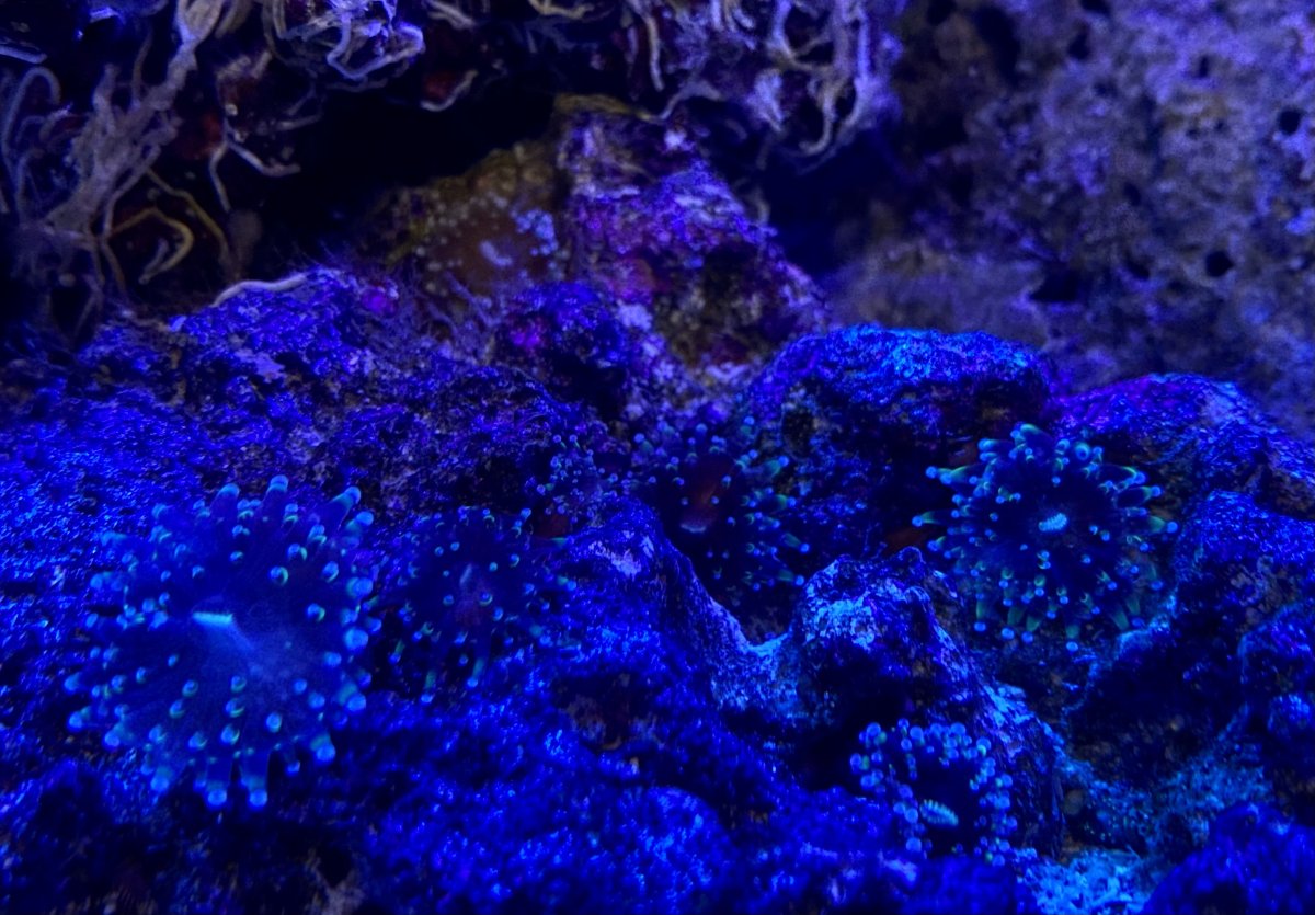 What is this…! | Page 2 | Reef2Reef