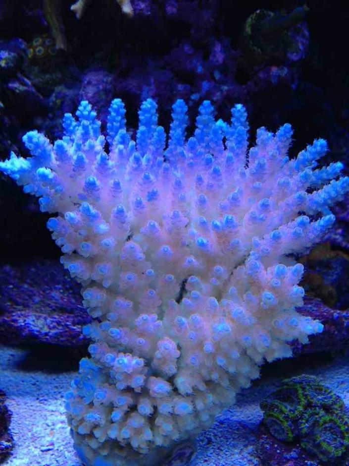 Show your rare SPS corals | Page 2 | REEF2REEF Saltwater and Reef ...