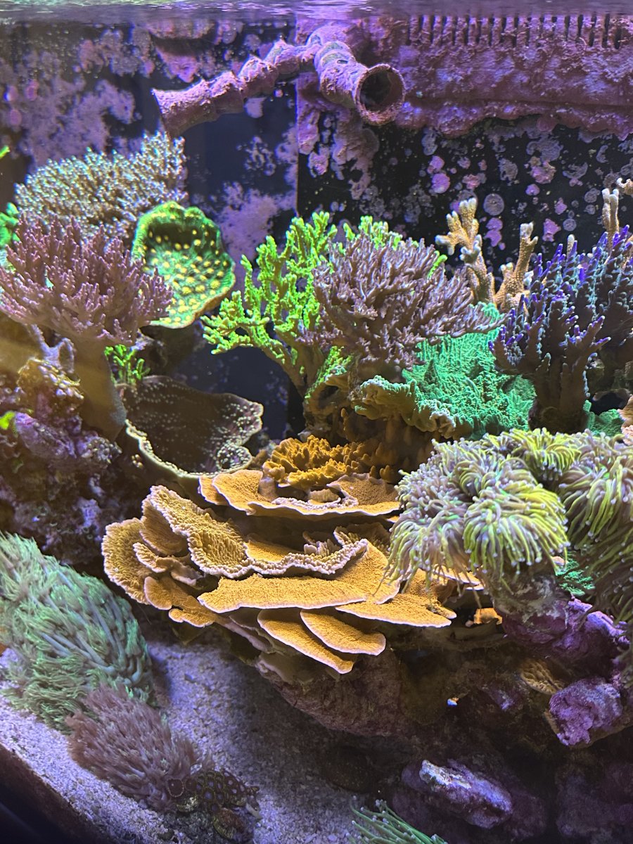 What are you dosing to keep No3 steady for your SPS dominated tank ...
